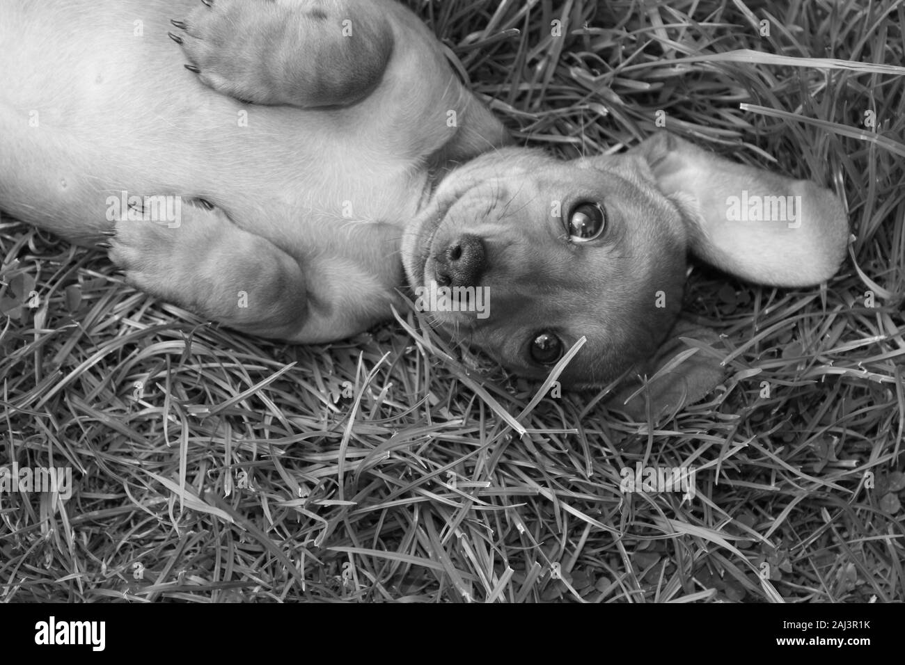 Miniature dachshund puppy playing Black and White Stock Photos & Images ...