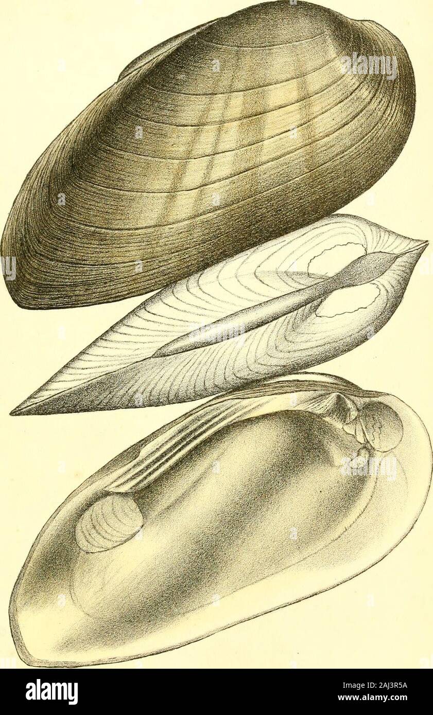 Flattened round elliptical hi-res stock photography and images - Alamy