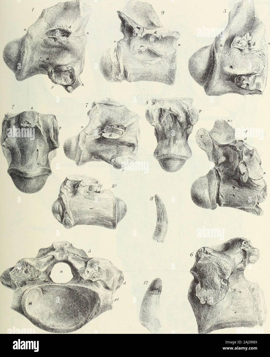 Monograph of the Palaeontographical Society . TAB. V. Fig. 1. Side view ...