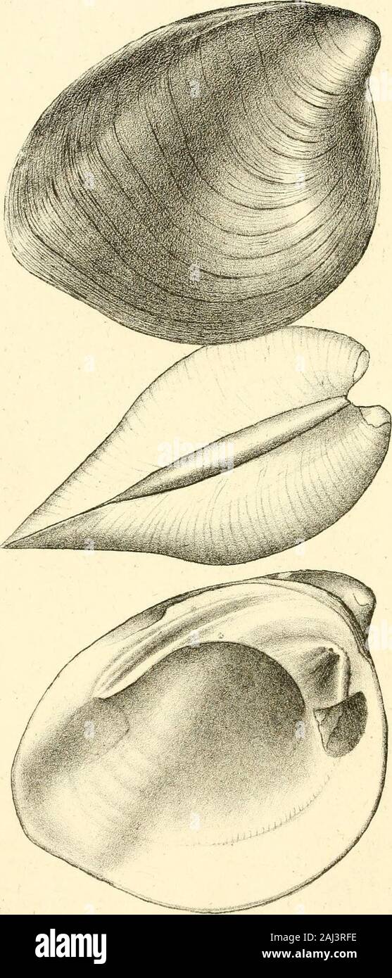 Unio cariosus hi-res stock photography and images - Alamy