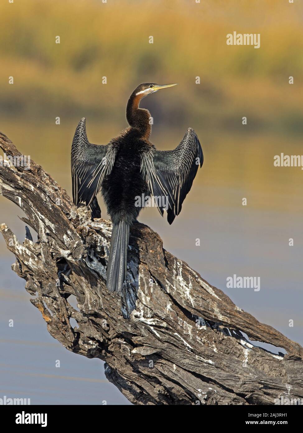 Male African darter drying wing Stock Photo - Alamy
