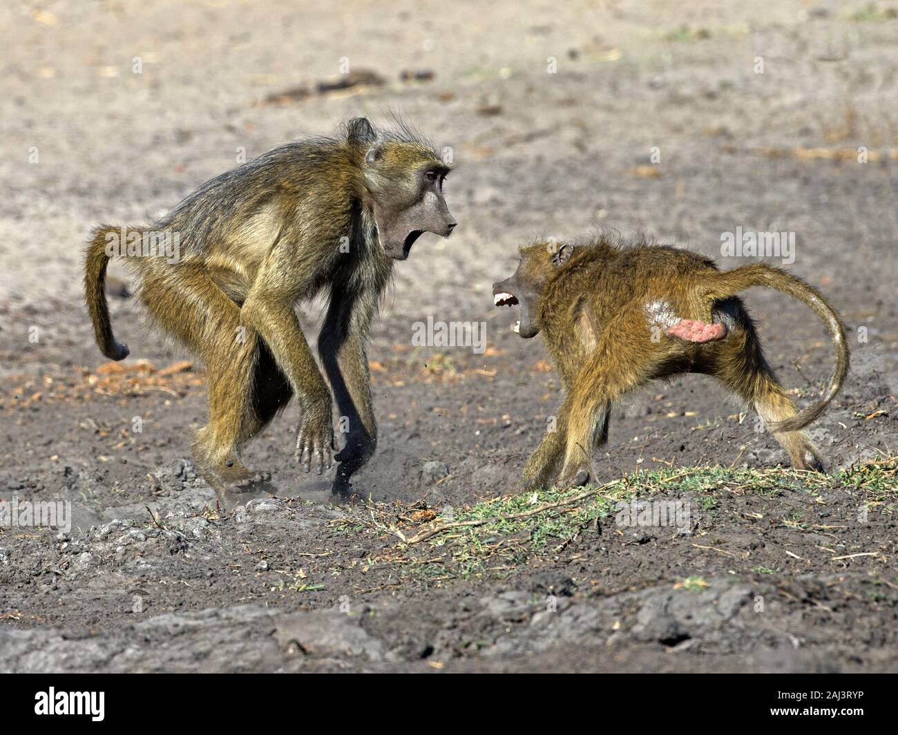 Male chacma baboon fighting Stock Photo - Alamy