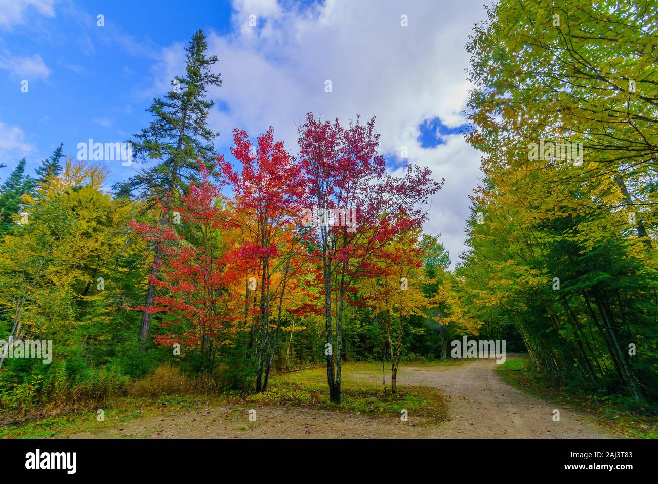 View of trees with fall foliage colors in Mont Tremblant National Park ...