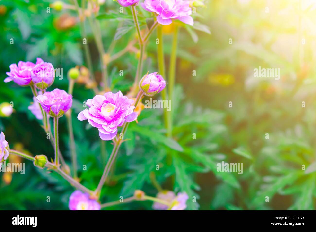 Pink Geraniums flowers in nature. Two Blue cranesbill flowers, Geranium ...