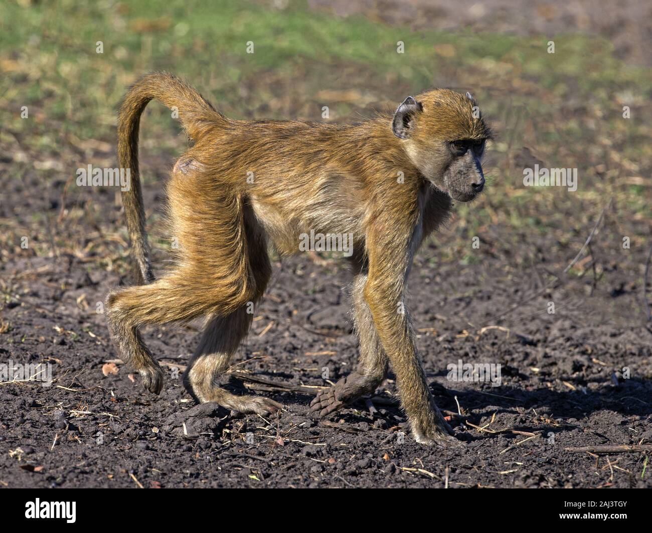 Chacma baboon walking Stock Photo - Alamy