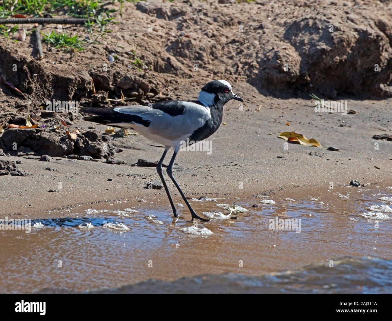 Blacksmith lapwing hi-res stock photography and images - Alamy