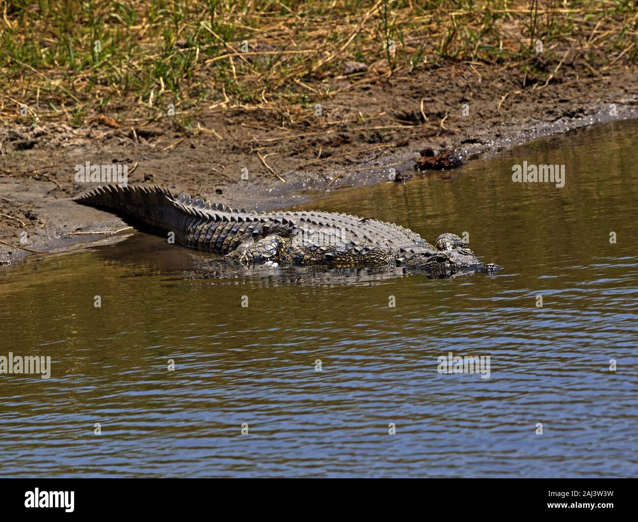Nile crocodile going into water Stock Photo - Alamy