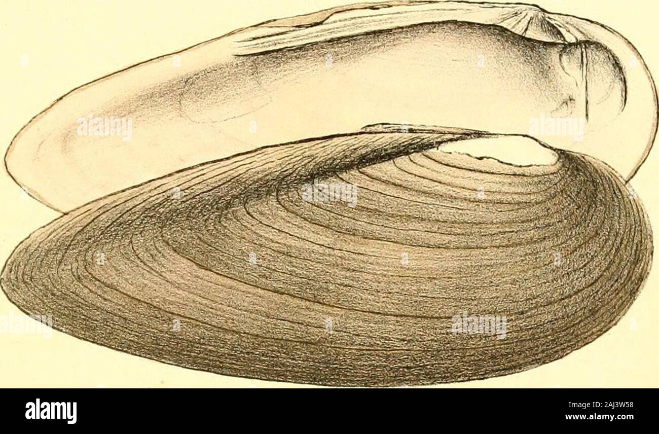 Unio cariosus hi-res stock photography and images - Alamy
