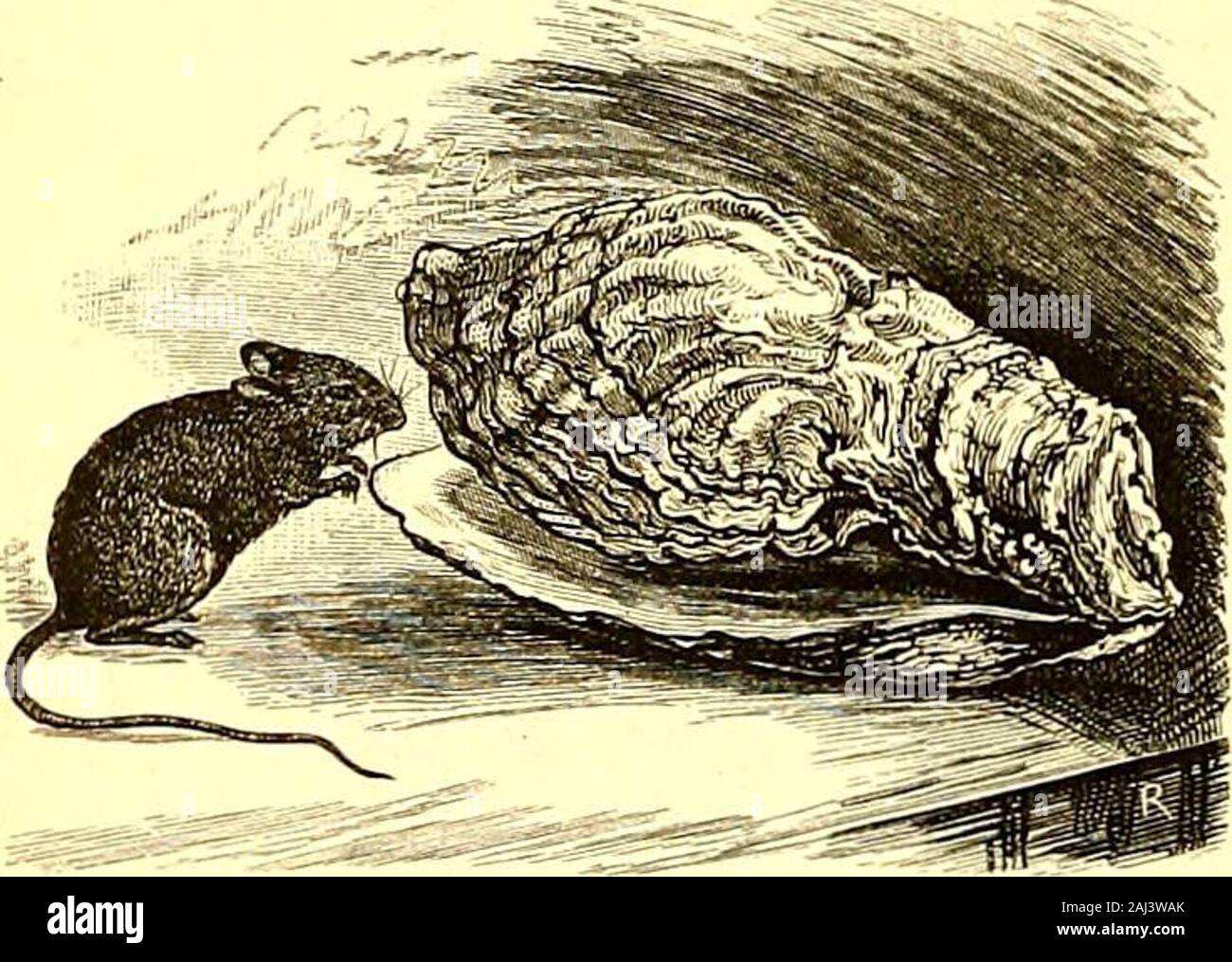 Poor Mouse High Resolution Stock Photography and Images - Alamy