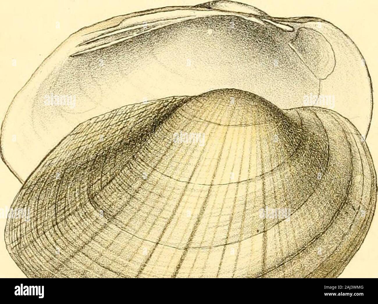 Monography of the family Unionidæ : or, Naiades of Lamarck (fresh water ...