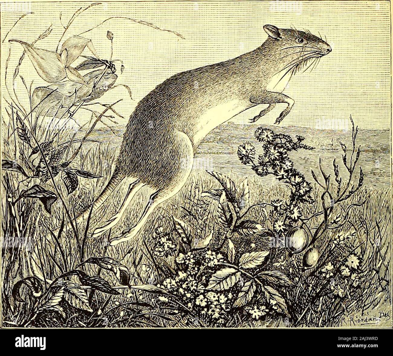 Squeaking mouse hi-res stock photography and images - Alamy