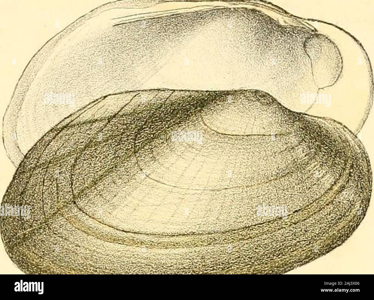 Lamarck shells hi-res stock photography and images - Alamy