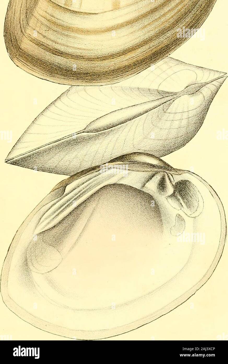Monography of the family Unionidæ : or, Naiades of Lamarck (fresh water ...