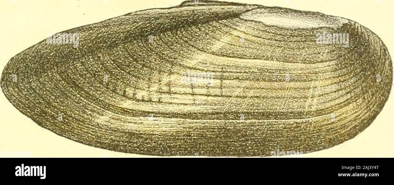 Monography of the family Unionidæ : or, Naiades of Lamarck (fresh water ...