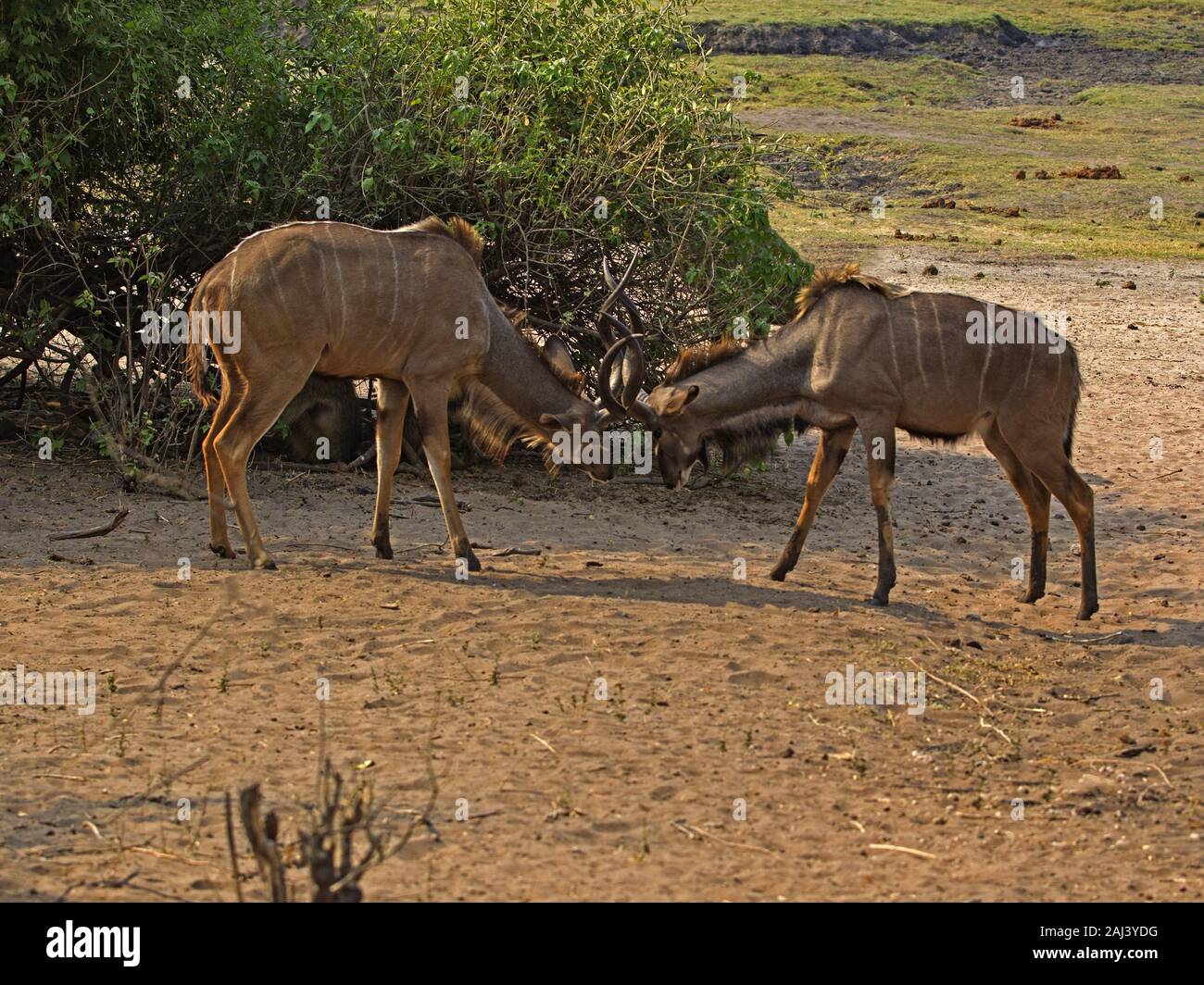 Fighting mammals hi-res stock photography and images - Alamy