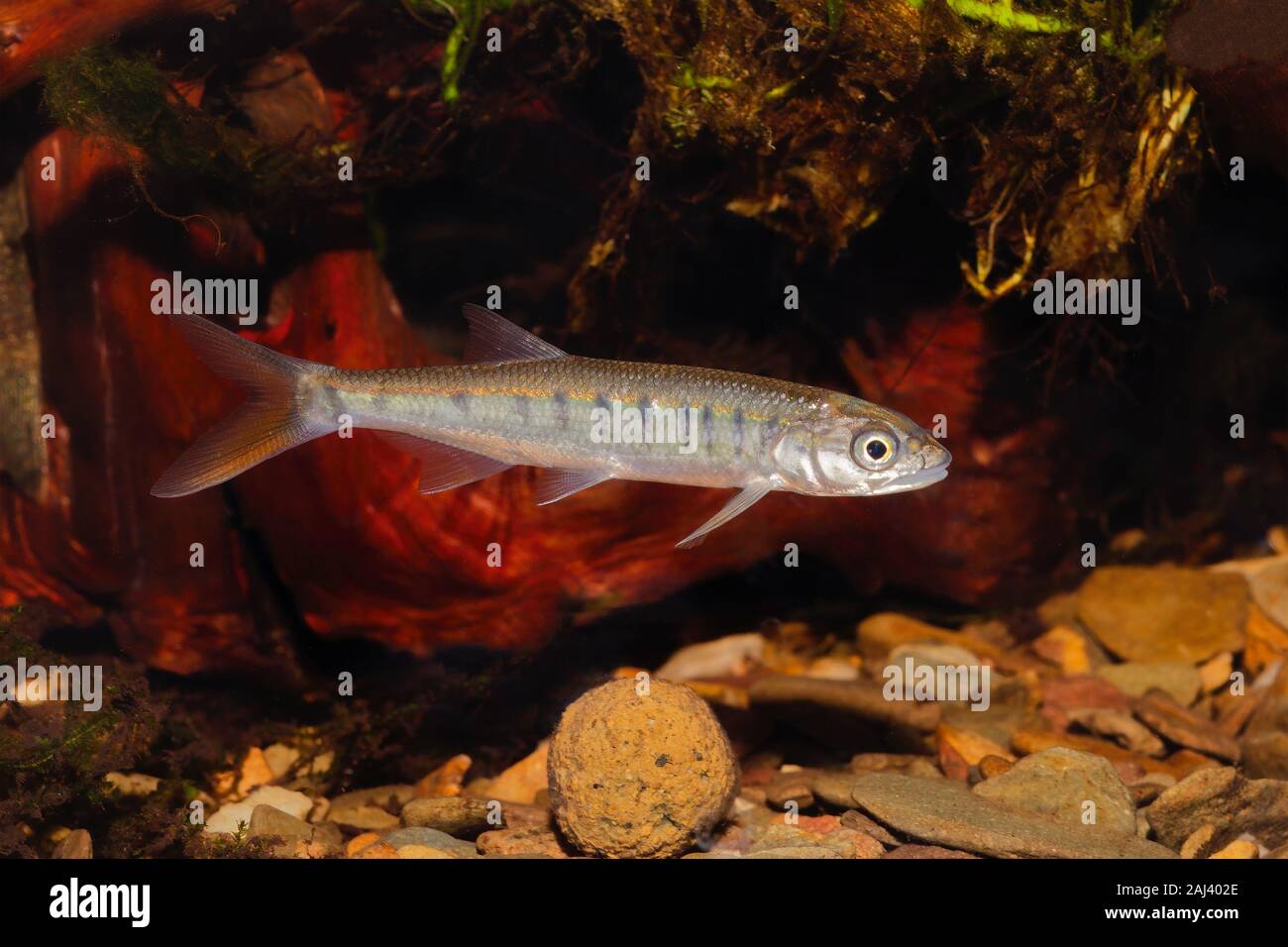 Raiamas hi-res stock photography and images - Alamy