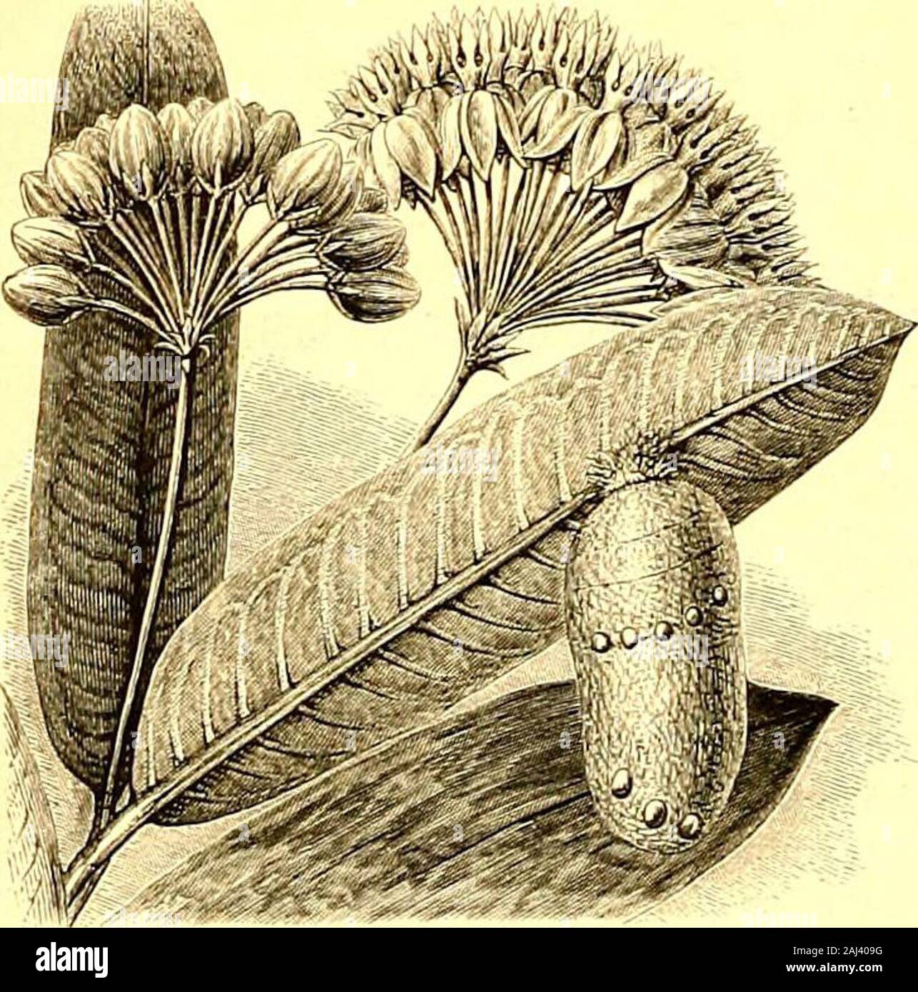 Elliptical leaves hi-res stock photography and images - Alamy