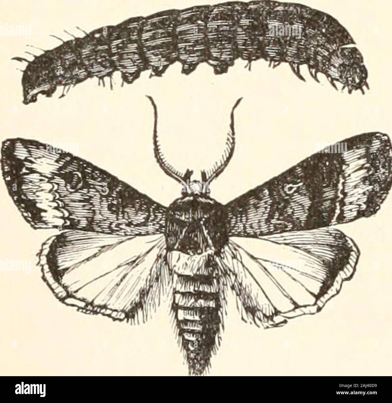 Pale golden rod hi-res stock photography and images - Alamy