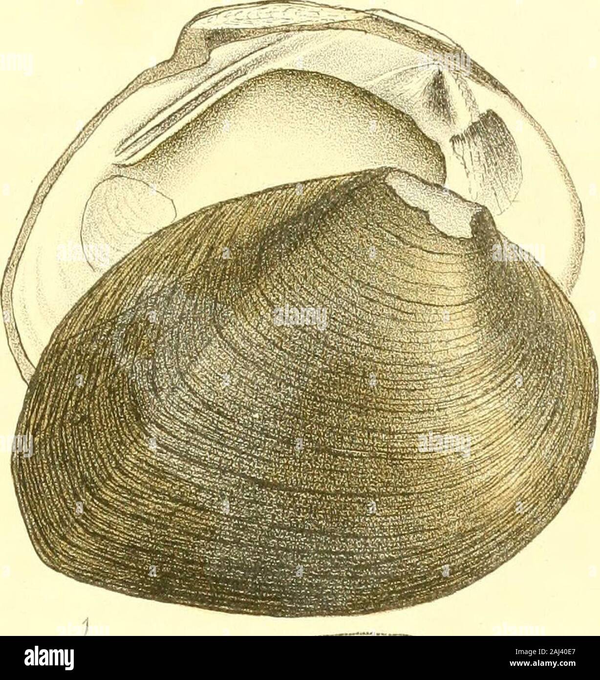 Unio bivalve hi-res stock photography and images - Alamy