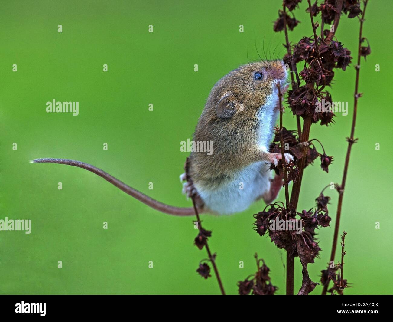 Eurasian harvest mouse Stock Photo - Alamy