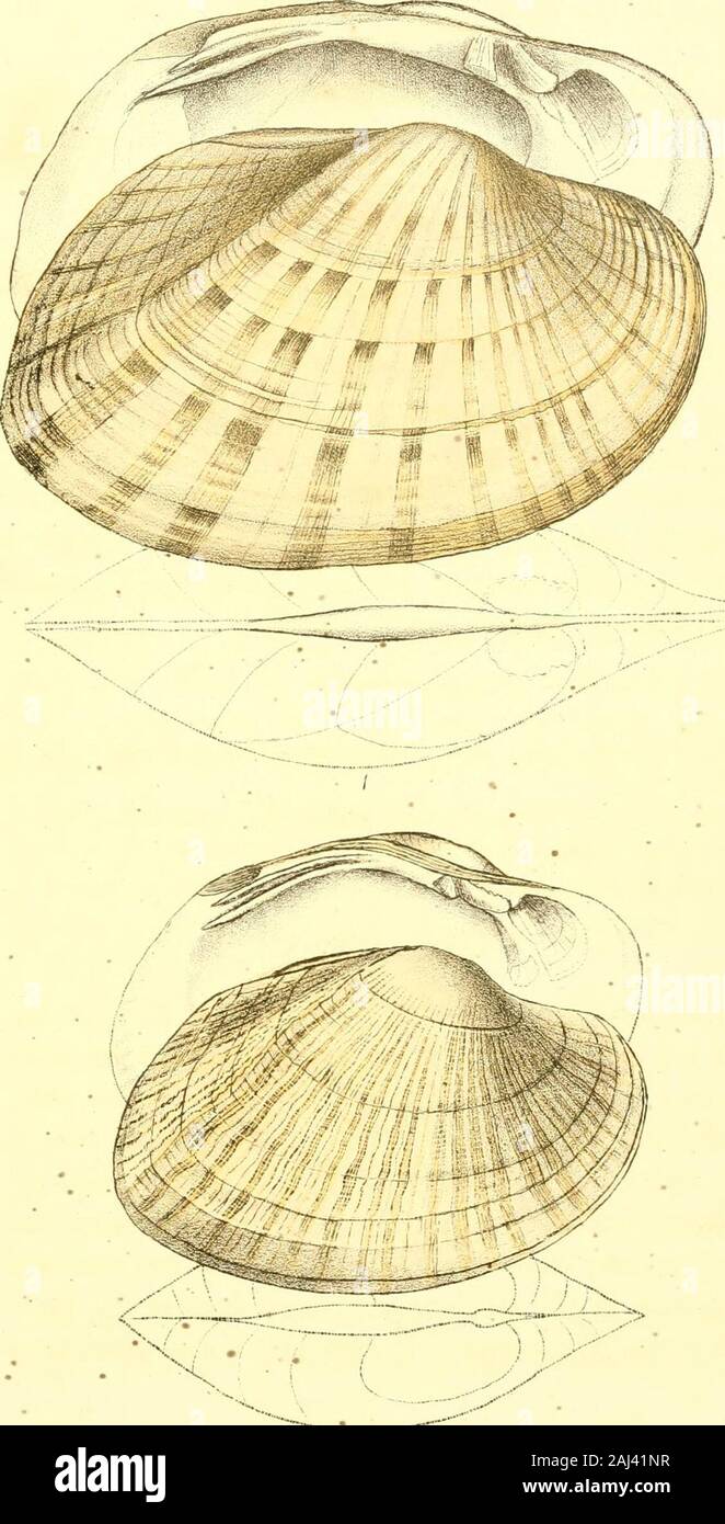 Retuse hi-res stock photography and images - Alamy