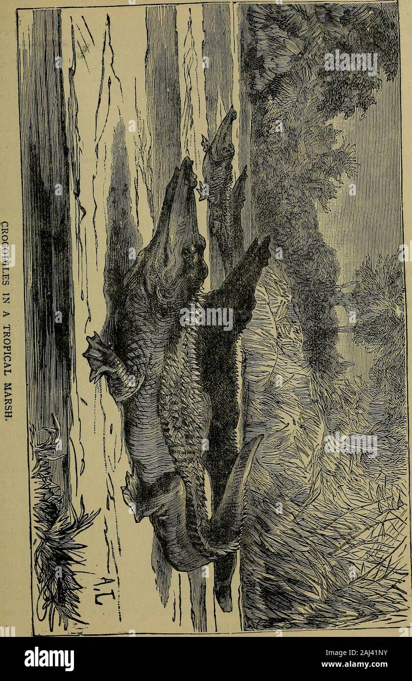 Wonders of the tropics; or, Explorations and adventures of Henry M ...