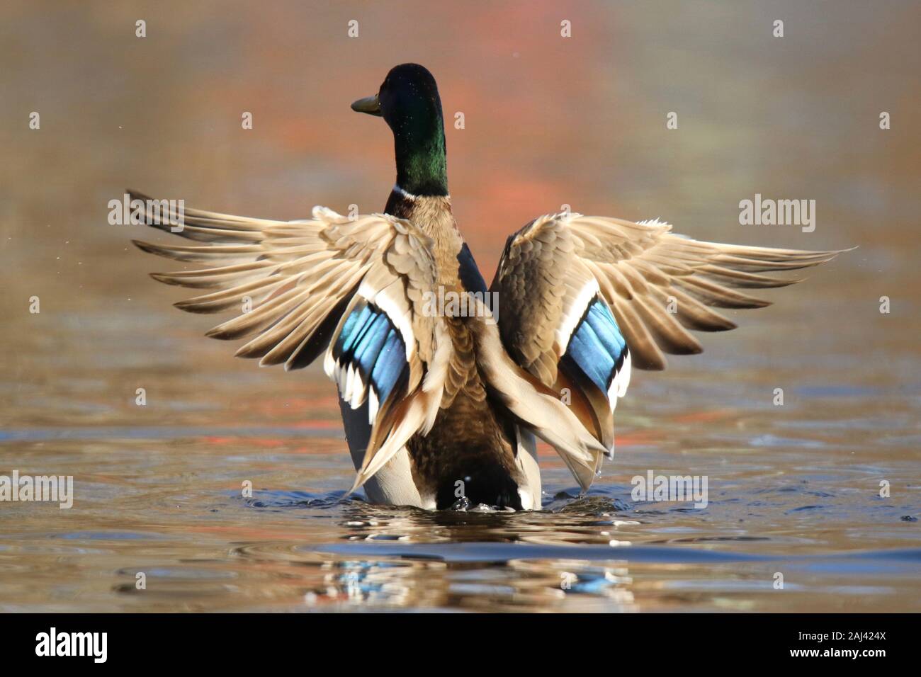 Purple duck hi-res stock photography and images - Alamy