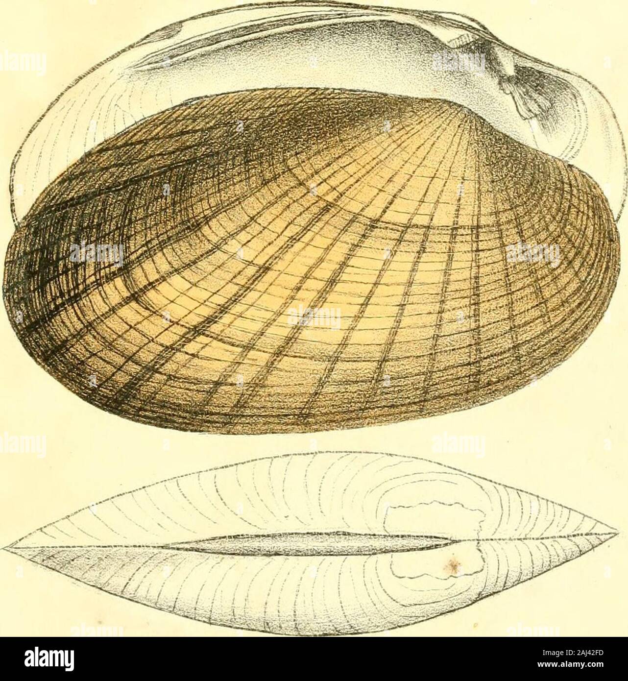 Monography of the family Unionidæ : or, Naiades of Lamarck (fresh water ...