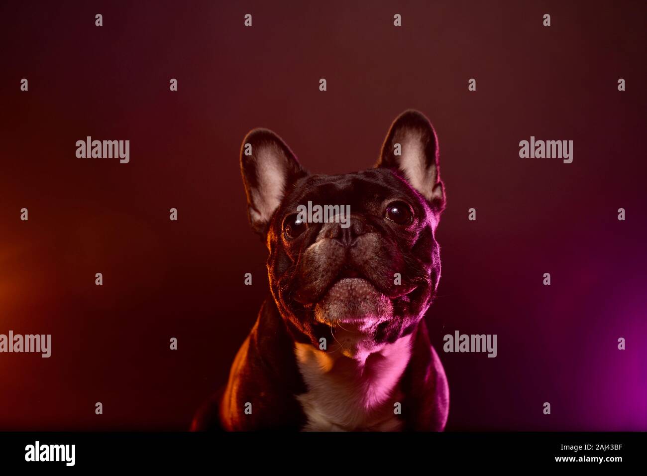 Ugly baby french bulldog puppy hi-res stock photography and images - Alamy