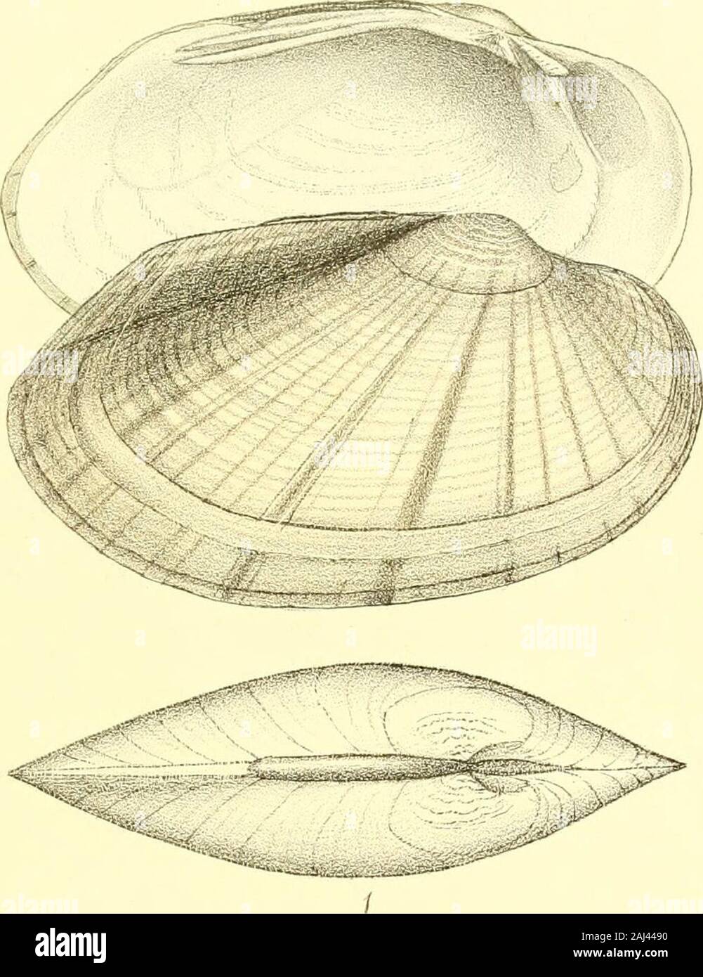 Monography of the family Unionidæ : or, Naiades of Lamarck (fresh water ...