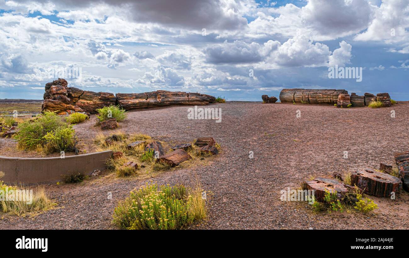 he Giant Logs Trail behind the visitor's center shows off the back of ...