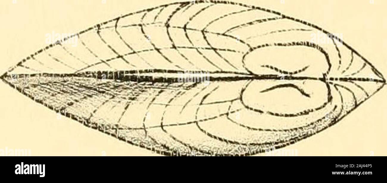 Monography of the family Unionidæ : or, Naiades of Lamarck (fresh water ...