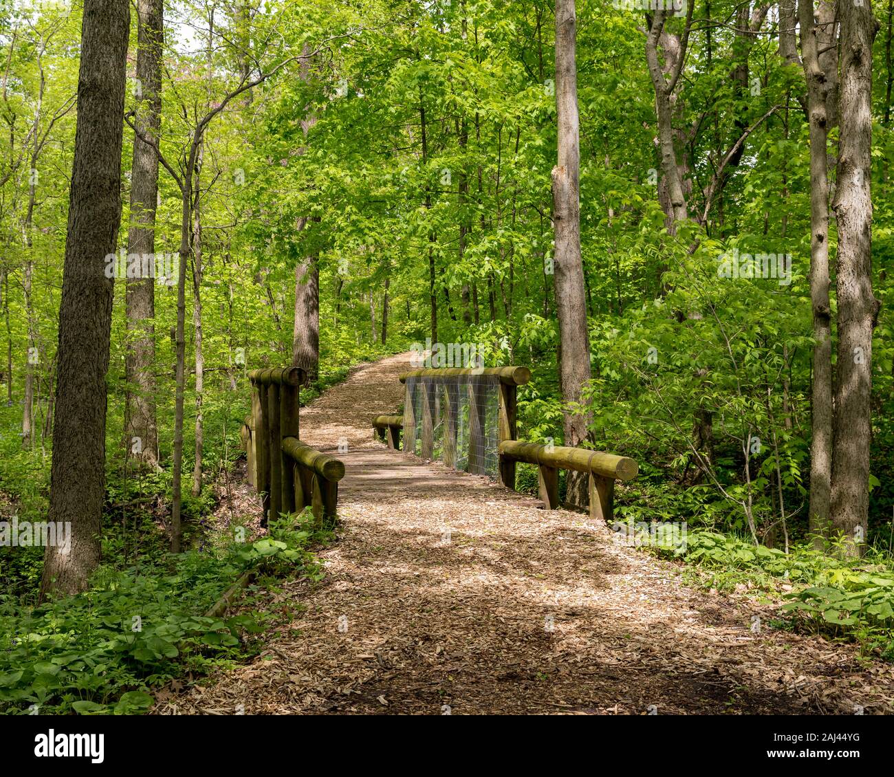Nature trail, hiking path, winding through forest of nature ...