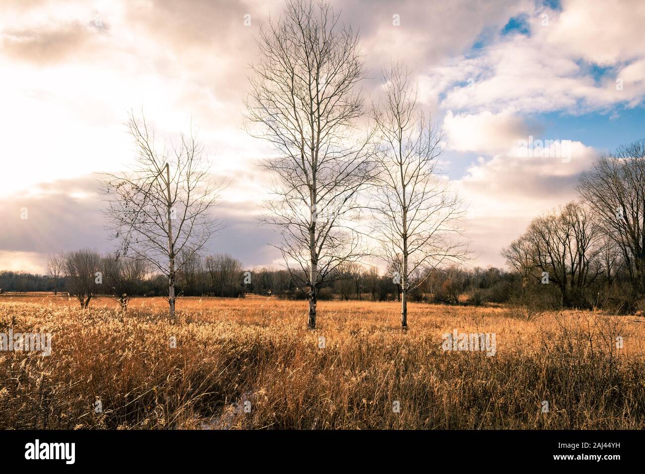 To make a prairie it takes a clover and a bee Stock Photo - Alamy