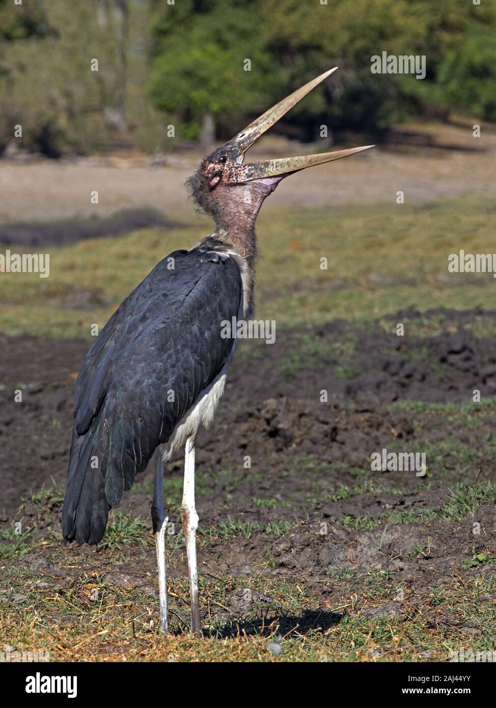 Marabou stork standing with beak open Stock Photo - Alamy