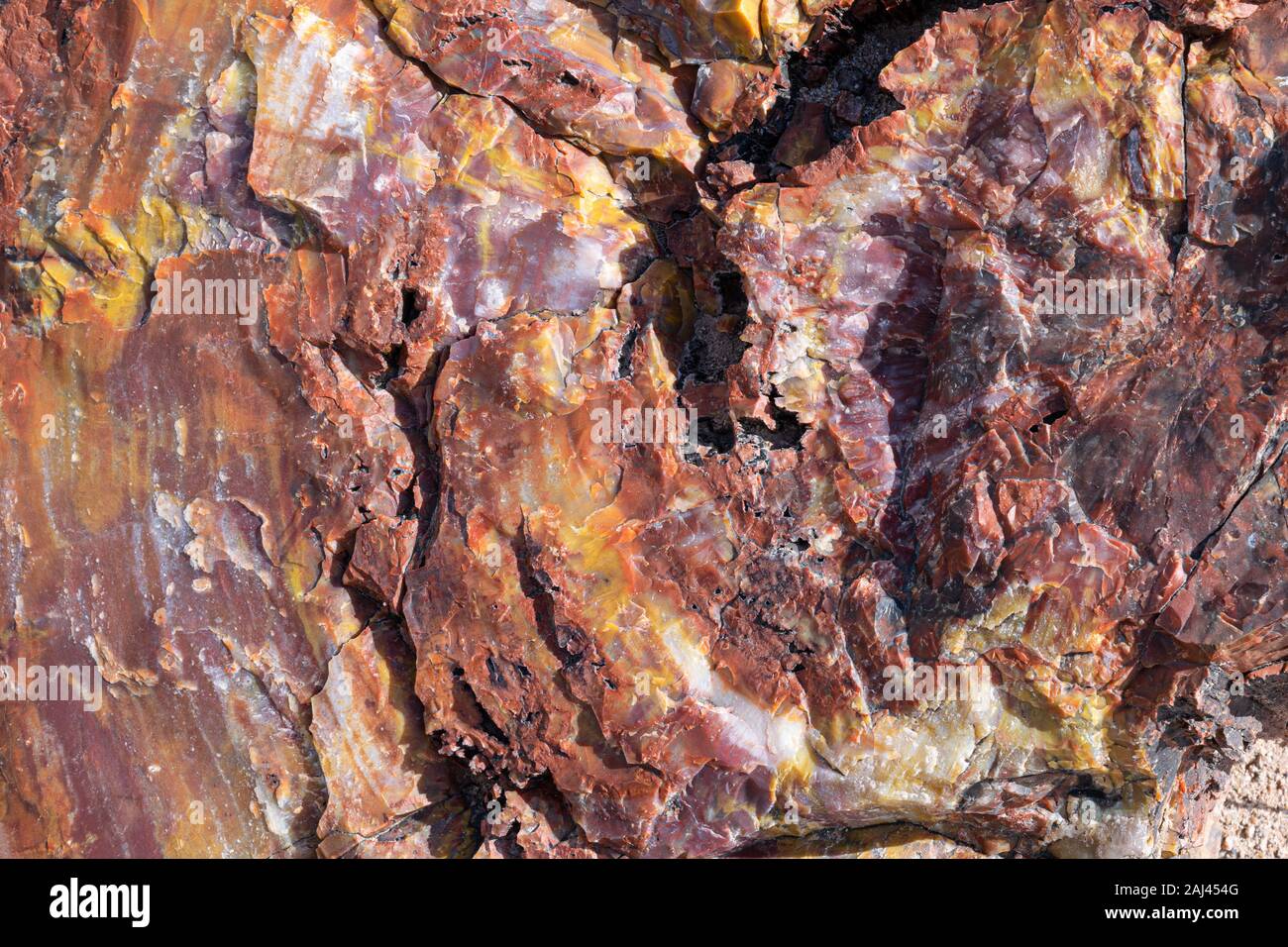 A colorful example of petrified wood at the Petrified Forest National ...