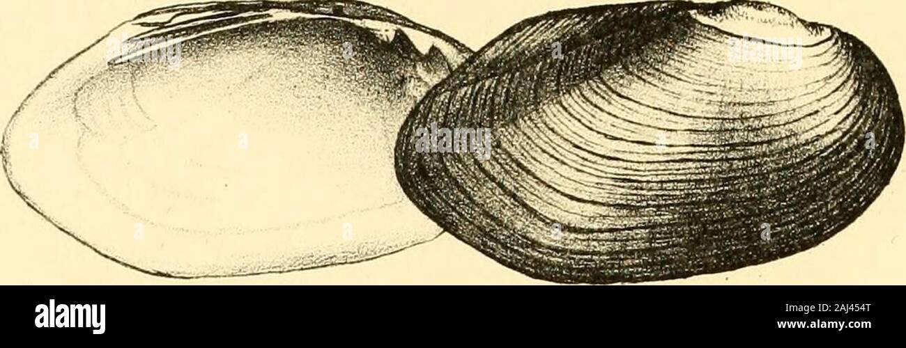 Lamarck shells hi-res stock photography and images - Alamy