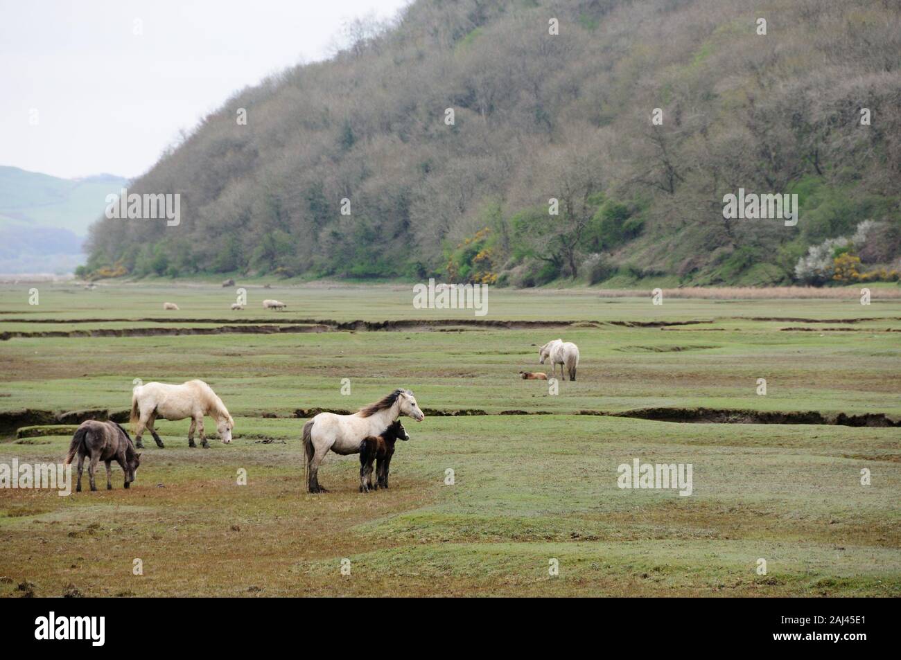 Landimore hi-res stock photography and images - Alamy