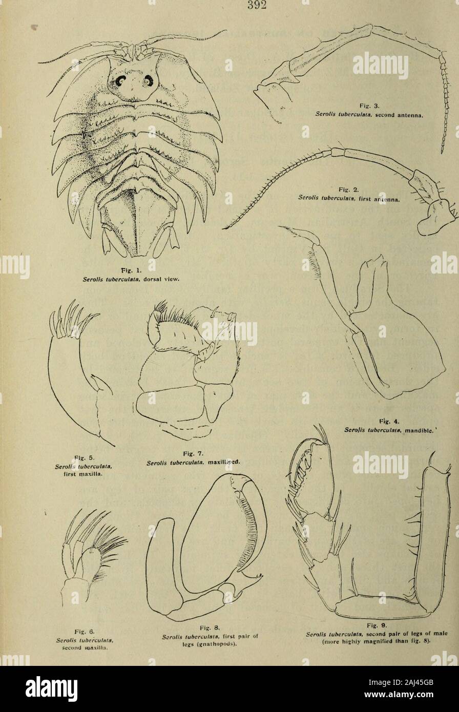 Vestigial legs hi-res stock photography and images - Alamy