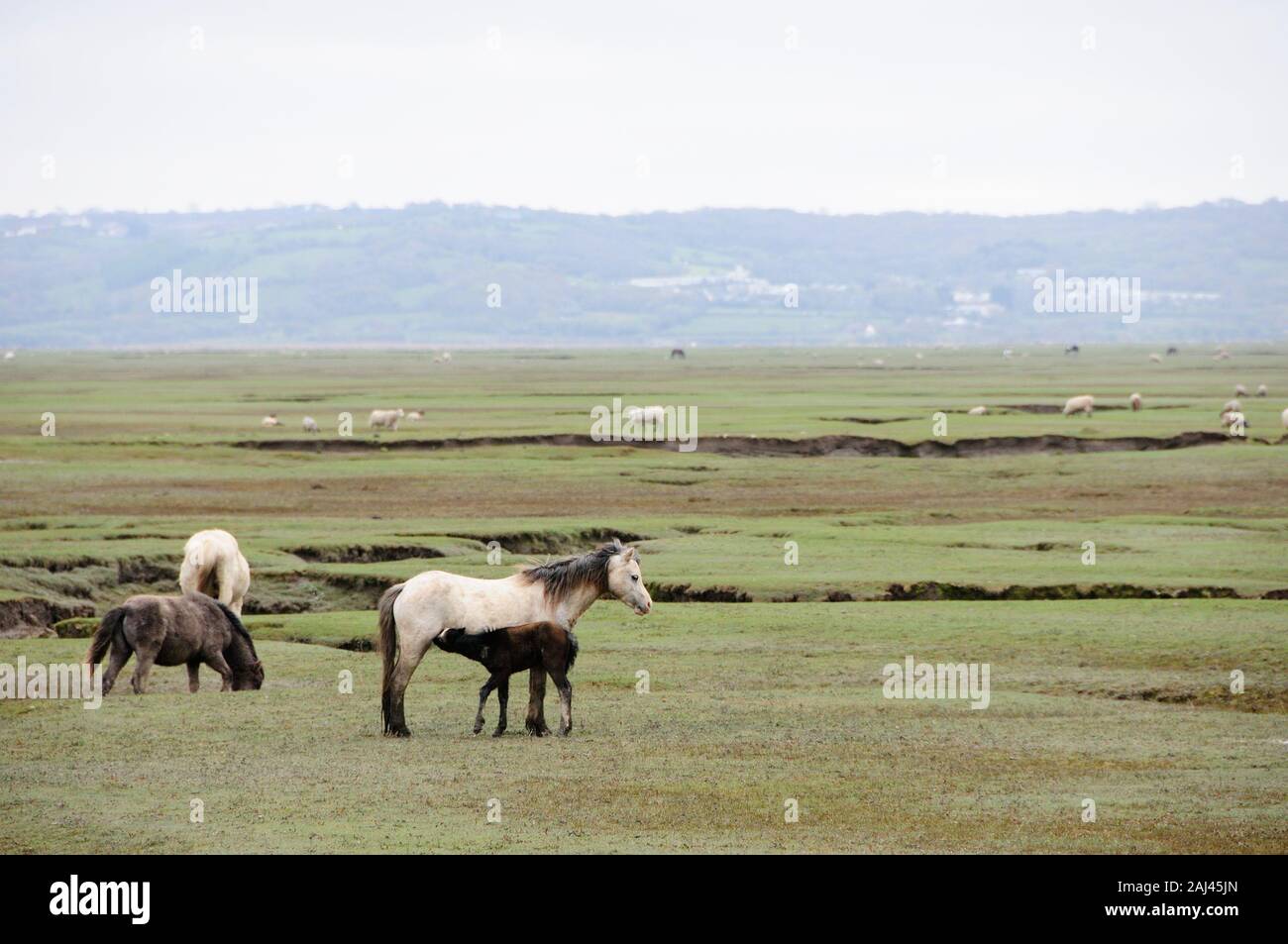 Landimore hi-res stock photography and images - Alamy