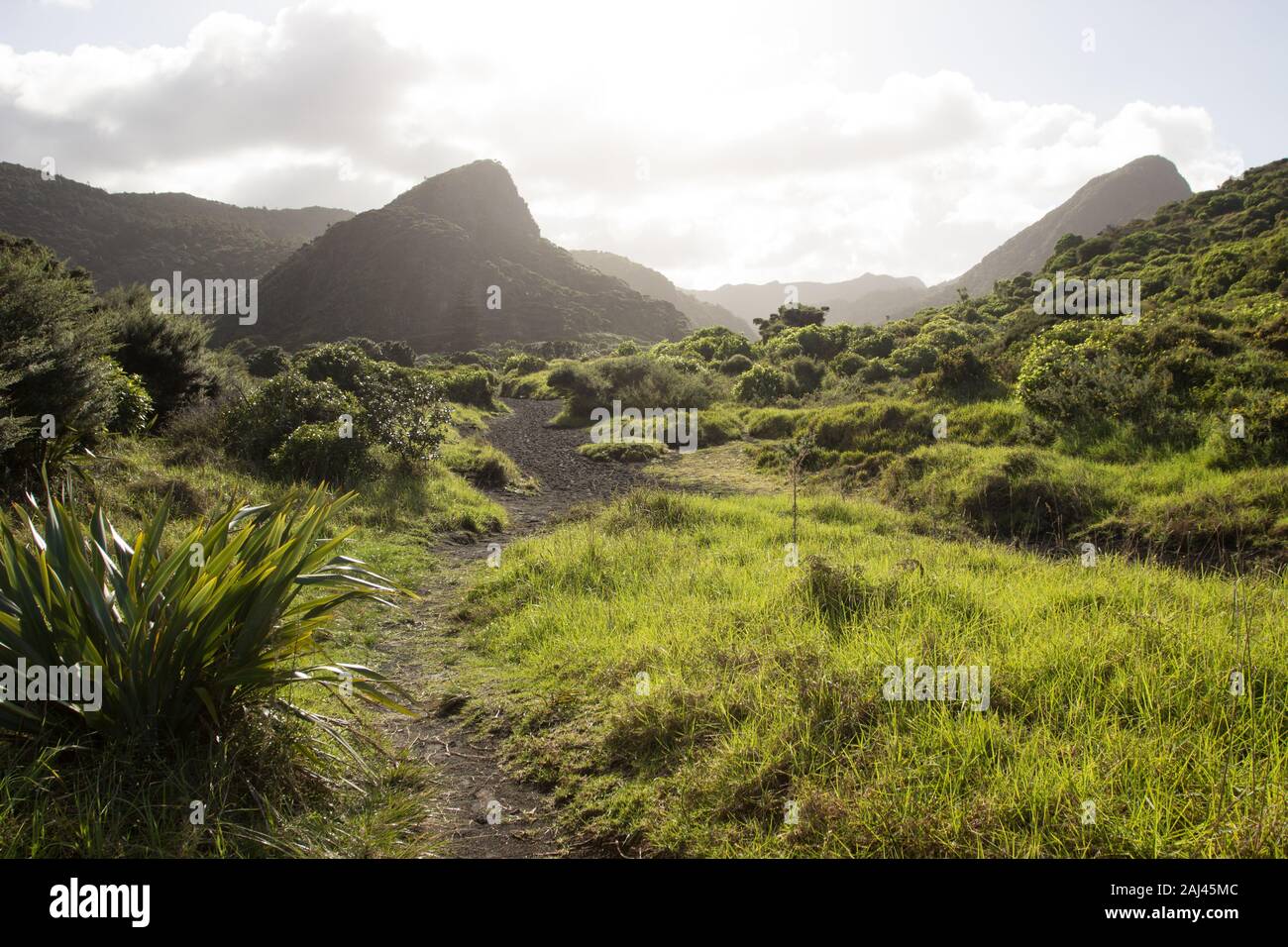 A black sand trail in the green valley at Whatipu in the Waitakere ...