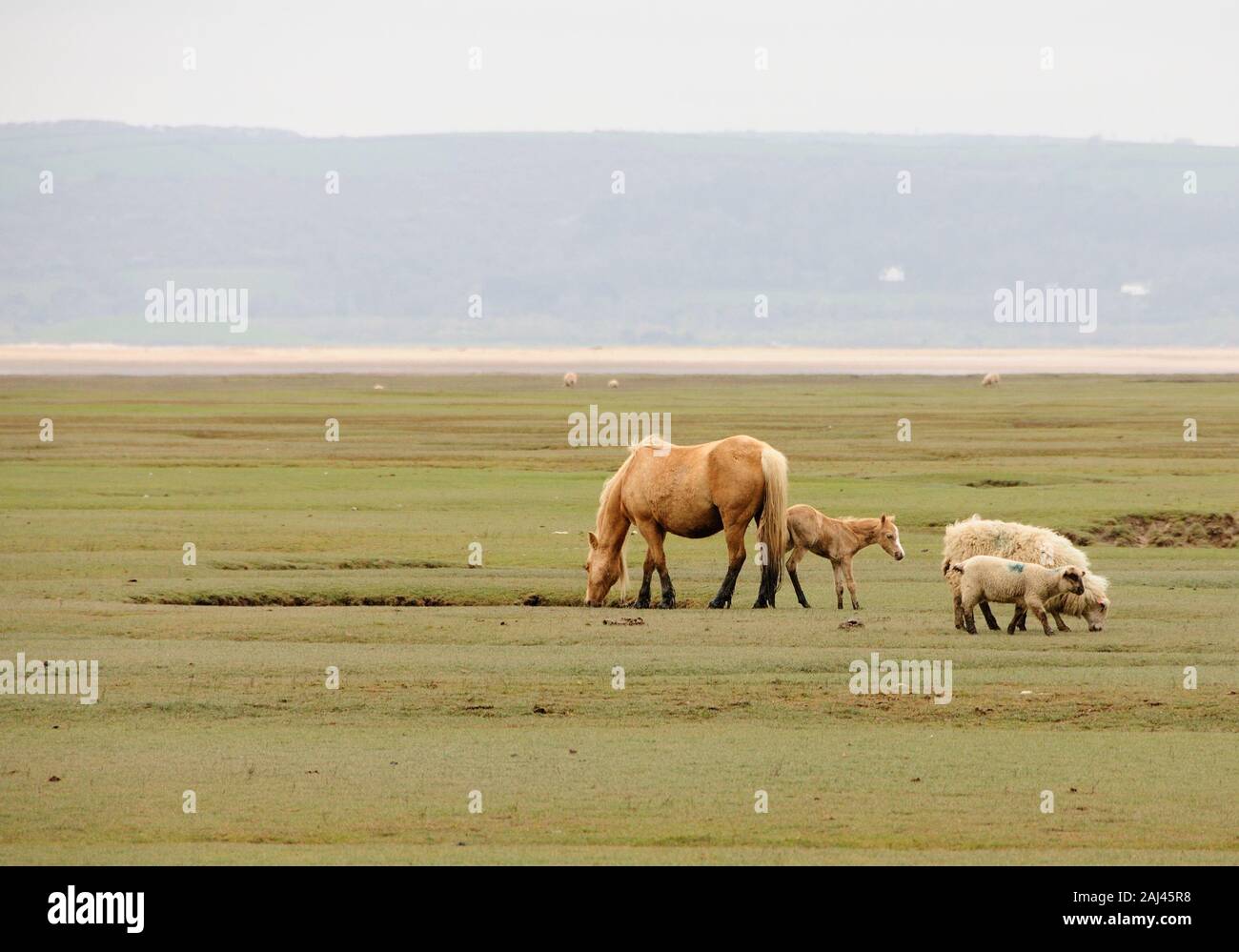 Grazing marsh and reedbed hi-res stock photography and images - Alamy