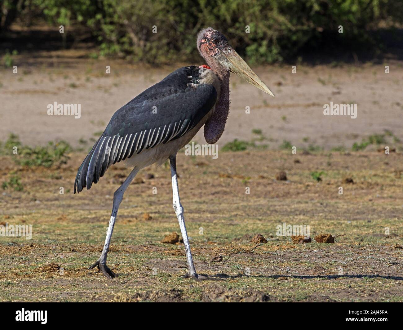 Walking stork hi-res stock photography and images - Alamy