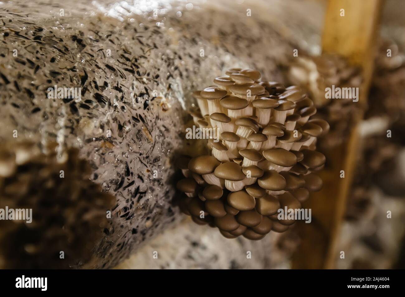 Oyster mushroom cultivation growing in farm on oil cake substrate Stock ...