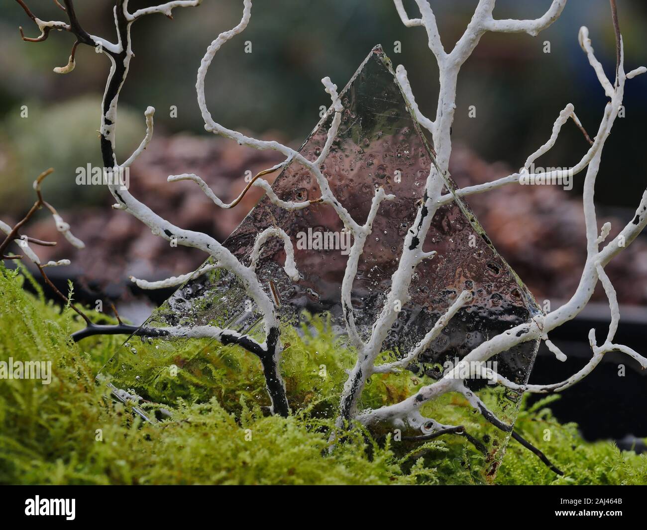 Sea Coral Tree drift wood and Ice, Still Life Stock Photo - Alamy
