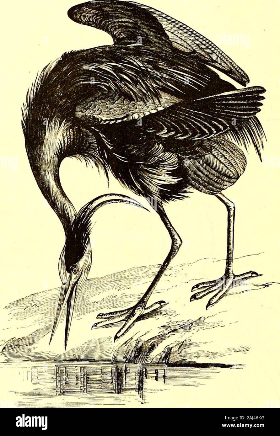 Can treat feet hi-res stock photography and images - Alamy