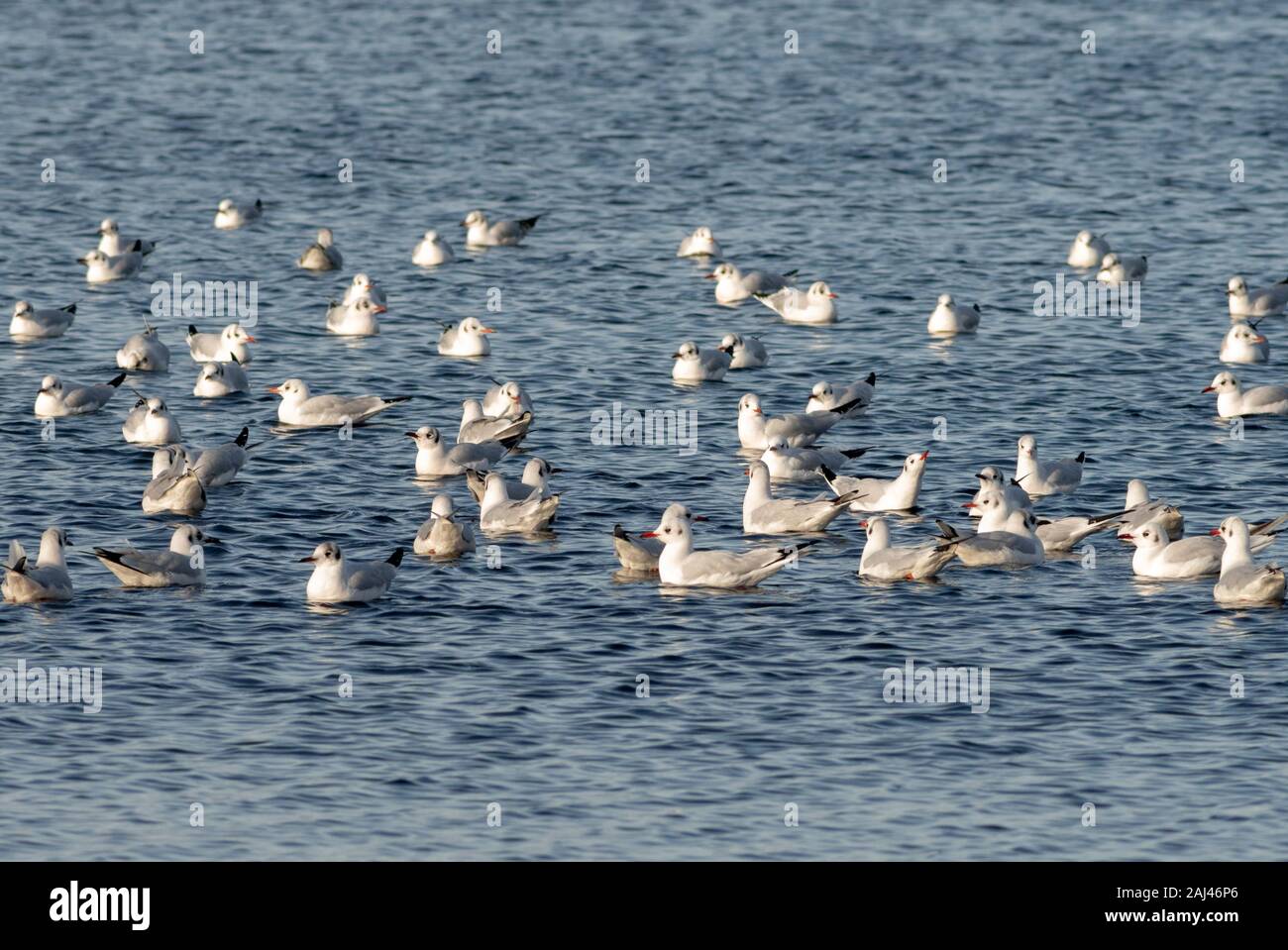 Flock of nonbreeding black-headed seagulls or Chroicocephalus ridibundus in winter plumage ...