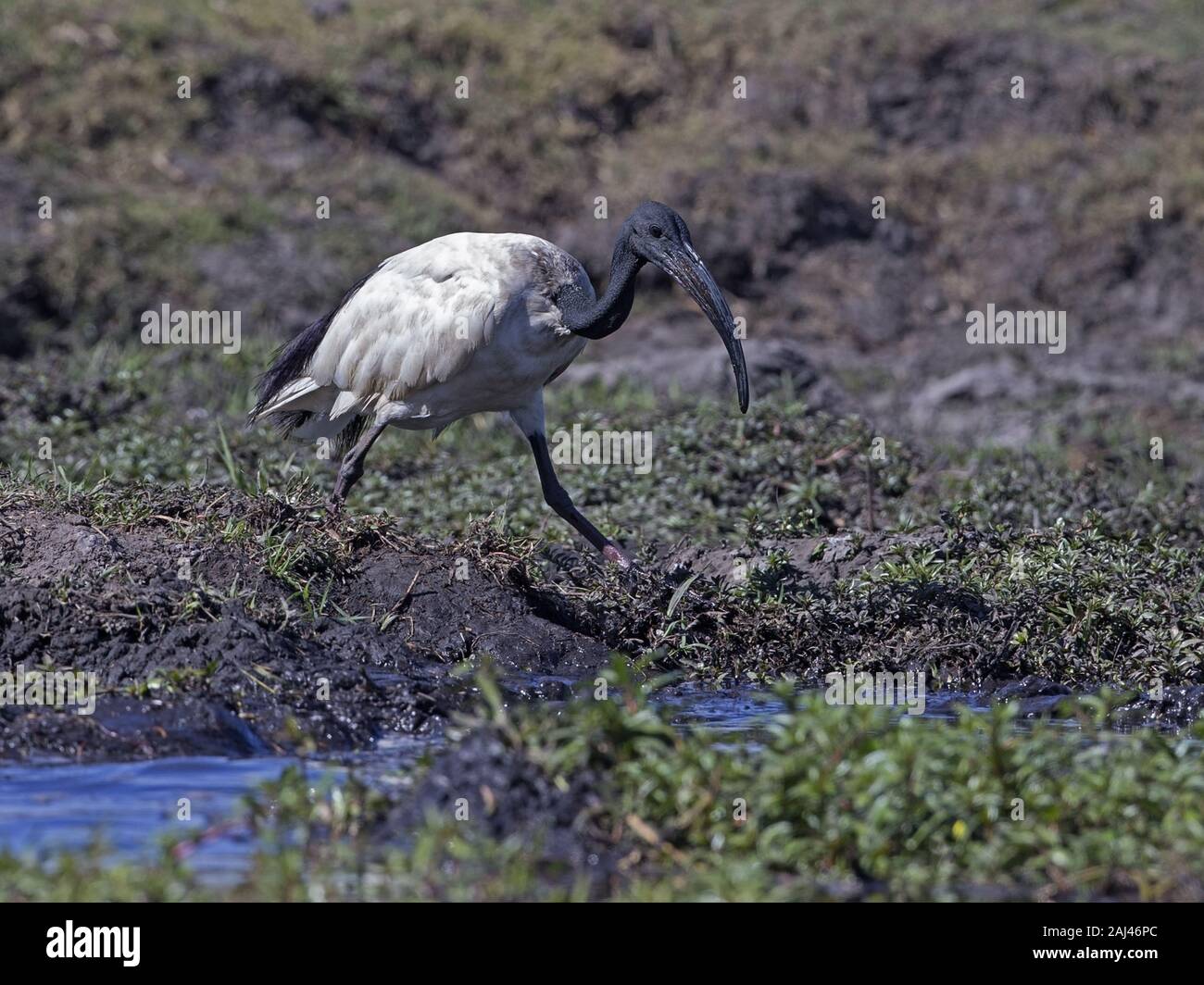 African sacred ibis standing Stock Photo - Alamy