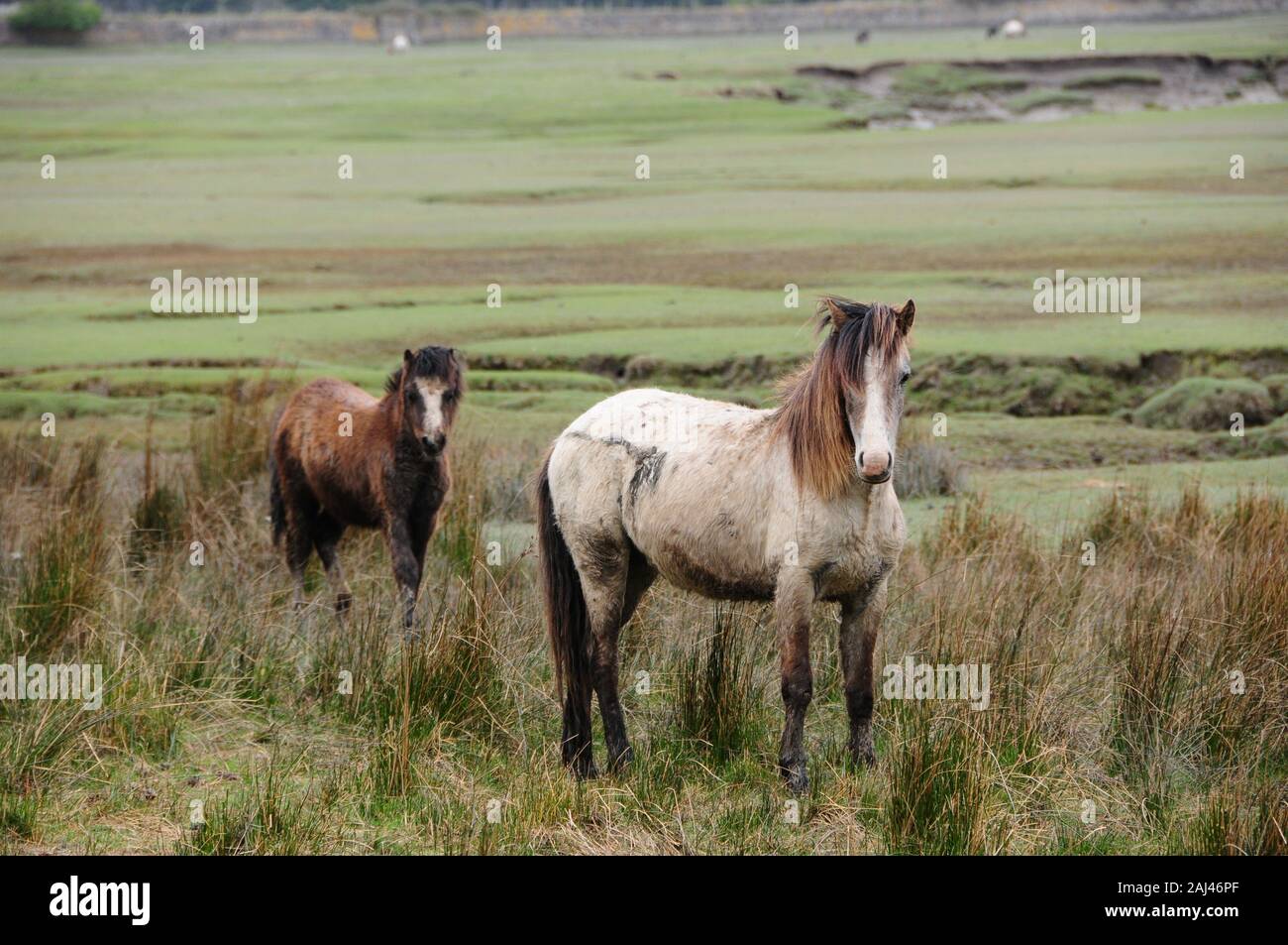 Grazing marsh and reedbed hi-res stock photography and images - Alamy