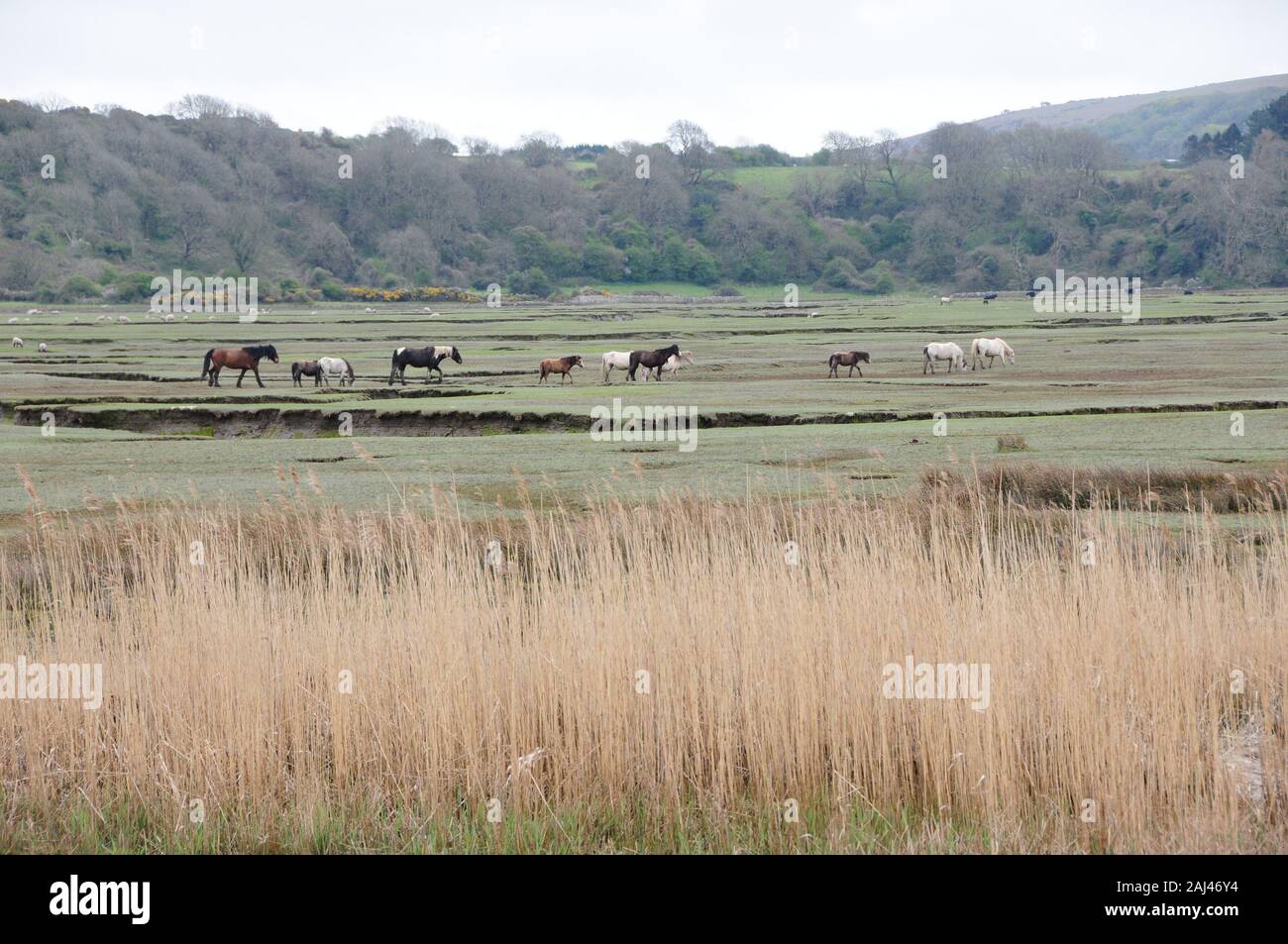 Grazing marsh and reedbed hi-res stock photography and images - Alamy